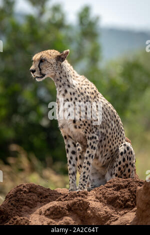 Cheetah looking left Stock Photo - Alamy