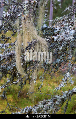 Close-up of evergreen with moss and lichens, Mussel Creek, mid-coast ...
