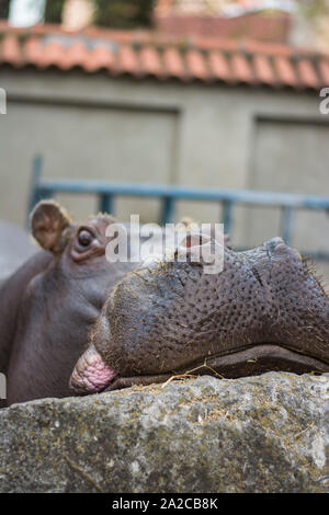 Hippo and fish underwater in Zoo Berlin, Germany, Hippopotamus ...
