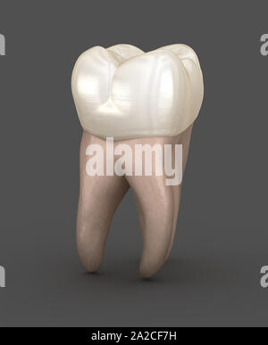 Dental root anatomy - First maxillary molar tooth. Medically accurate ...