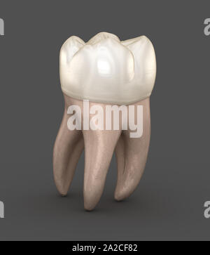 Dental root anatomy - First maxillary molar tooth. Medically accurate ...