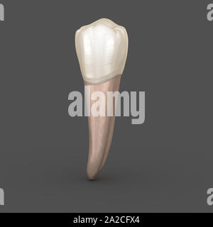 Dental anatomy - Mandibular Second premolar tooth. Medically accurate ...