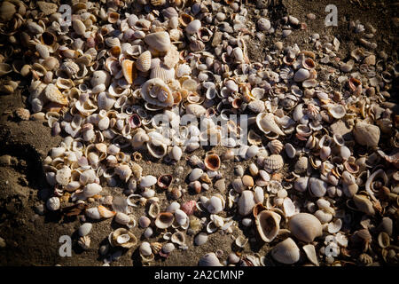 a close-up of a seashell carpet on the beach, seashells on the ground ...