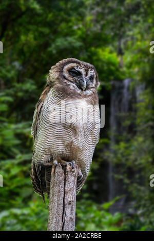 Brown Wood Owl (Asian Wood Owl) Strix leptogrammica Stock Photo - Alamy
