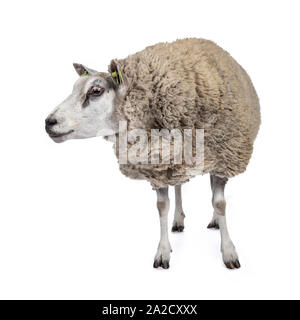 The Sheep full body standing isolated on white background with clipping ...