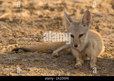 Bengal fox (Vulpes bengalensis), Indian fox Stock Photo - Alamy