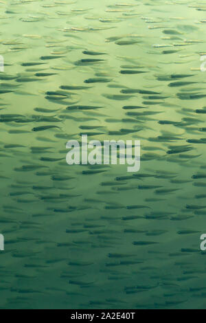 Shoal of tiny fish swimming in spiral over stony bottom in blue sea ...