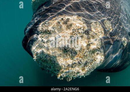 Detail of parasitic crustaceans named cyamids or whale lice, Cyamus ...