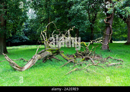 The twisted branches of a dead and fallen oak tree, Wales, UK Stock ...