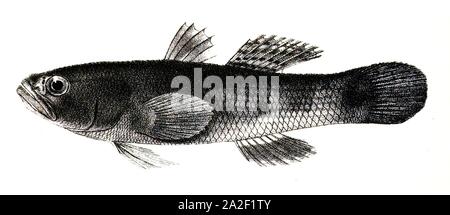 Eleotris porocephalus Ford 67 Stock Photo - Alamy