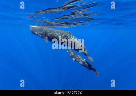 sperm whale, Physeter macrocephalus, mother and calf, mother with a piece of deep sea giant ...