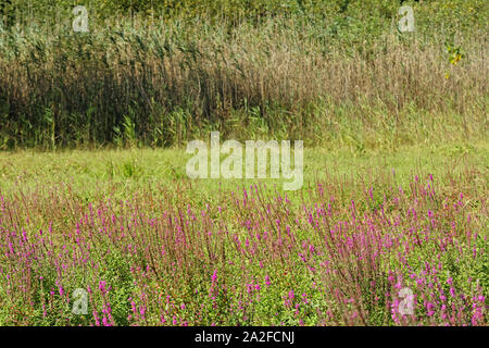 Smooth Darling Pea (Swainsona galegifolia Stock Photo - Alamy