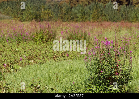 Smooth Darling Pea (Swainsona galegifolia Stock Photo - Alamy
