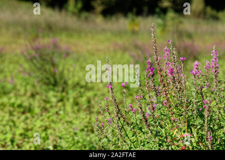 Smooth Darling Pea (Swainsona galegifolia Stock Photo - Alamy