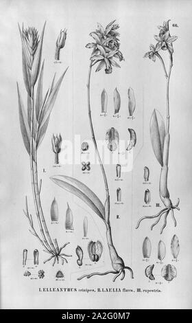 Elleanthus crinipes Cattleya crispata (as Laelia flava) Cattleya ...