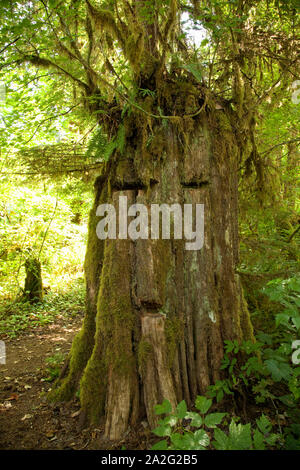 Tree stump "face Stock Photo - Alamy