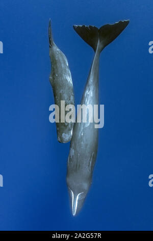 Sperm Whale Mother and Calf Tail upright while Diving Stock Photo - Alamy