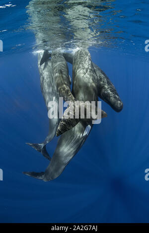 Sperm whale (Physeter macrocephalus), socializing and opening the mouth. Vulnerable (IUCN), The ...