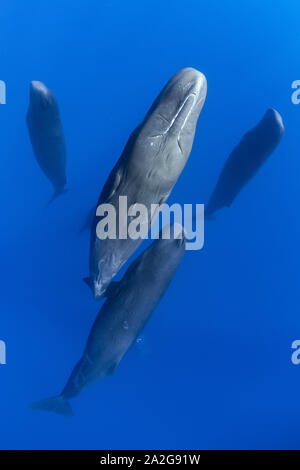Pod of Sleeping sperm whale (Physeter macrocephalus) Researchers first saw this unusual sleep ...