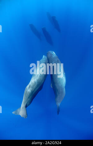 Pod of Sleeping sperm whale (Physeter macrocephalus) Researchers first saw this unusual sleep ...