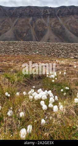 SPITSBERGEN SVALBARD NORWAY ARCTIC COTTON PLANT FLORA Stock Photo - Alamy
