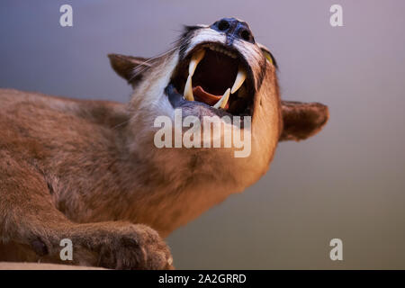 An example of a snarling cougar in a taxidermy diorama at the Natural ...