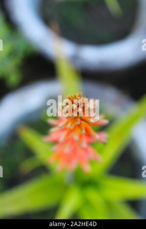 beautiful red aloe vera flower blooming Stock Photo - Alamy