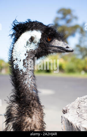 Big bird Emu with blue eyes behind fence living in captivity Stock ...
