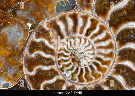 Ancient ammonites, also referred to as ammonoidea or ammonoids, are an ...