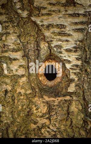 A green acorn fruit in the trunk of an Oak tree, illuminated by the ...