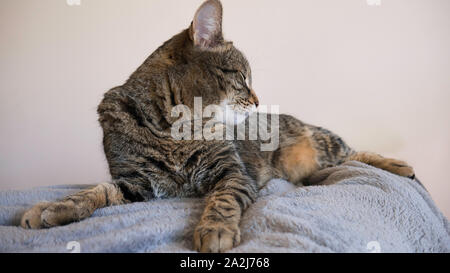 A relaxed domestic striped cat nap close-up on a checkered mat indoors ...