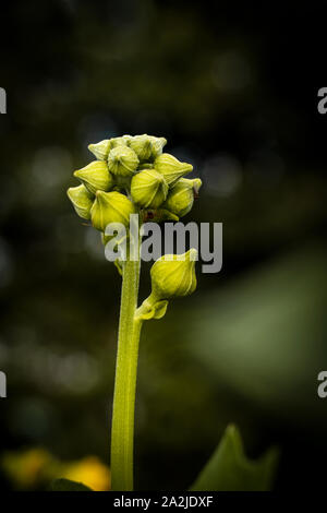 Luffa aegyptiaca (Smooth Luffa, Egyptian Luffa) tendril, close-up Stock ...