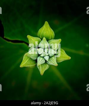 Luffa aegyptiaca, (Smooth Luffa, Egyptian Luffa), flower, emerging from ...