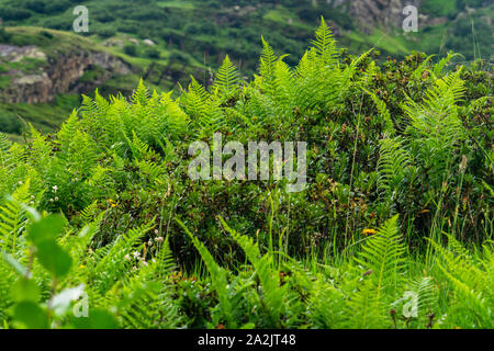 Alpine vegetation. Green ferns and evergreen shrubs on a mountainside ...