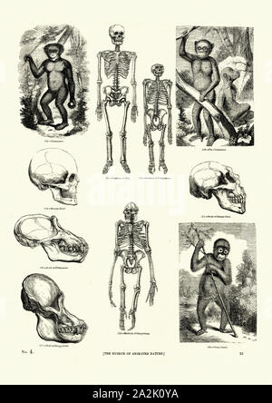 Comparison of Human and Chimpanzee Skeletons. Illustration from ...