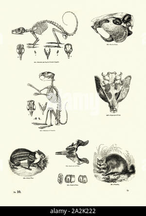 Skeleton of Viscacha Stock Photo - Alamy