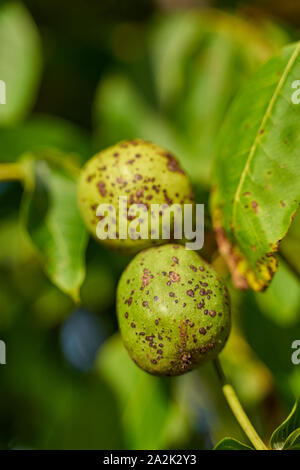 Green walnuts ripen on the branches of a tree in the garden Stock Photo ...