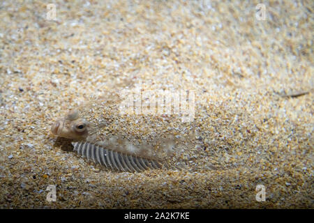 Flatfish - Pleuronectidae. Flat fish laying under the sand on the sea ...
