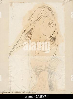 Ageniosus militaris, Print, 1700-1880, Reimagined by Gibon, design of ...