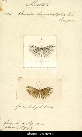 Many-plumed Moths (Alucitidae Stock Photo - Alamy