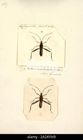Alydus, Print, Alydus is a genus of broad-headed bugs in the family ...