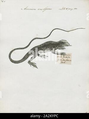 Ameiva vulgaris, Print, Ameiva, commonly called jungle-runners, is a ...