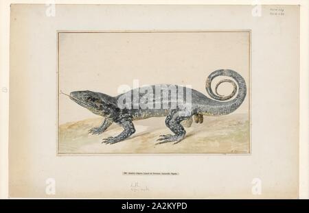 Ameiva vulgaris, Print, Ameiva, commonly called jungle-runners, is a ...