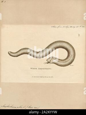 Red worm lizard (Amphisbaena alba) French Guiana Stock Photo - Alamy