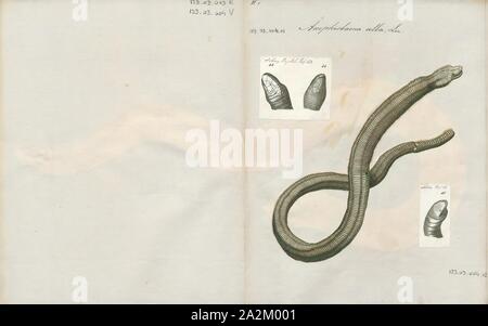 Red worm lizard (Amphisbaena alba) French Guiana Stock Photo - Alamy