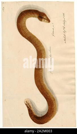 White worm lizard, Amphisbaena alba Stock Photo: 37047244 - Alamy