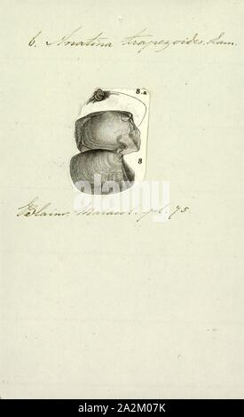 Anatina trapezoides, Print, Anatina is a genus of saltwater clams ...