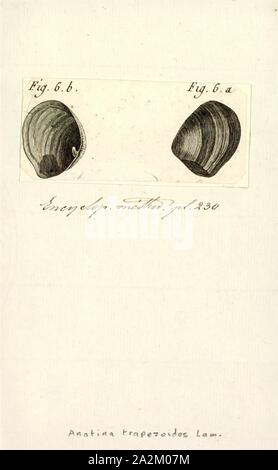 Anatina trapezoides, Print, Anatina is a genus of saltwater clams ...