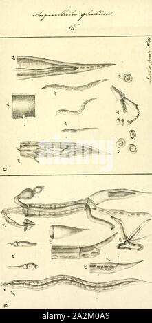 Anguillula glutinis, Print Stock Photo - Alamy