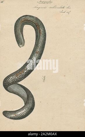 Anguis reticulata, Print, Slowworms (also called blindworms) are a ...